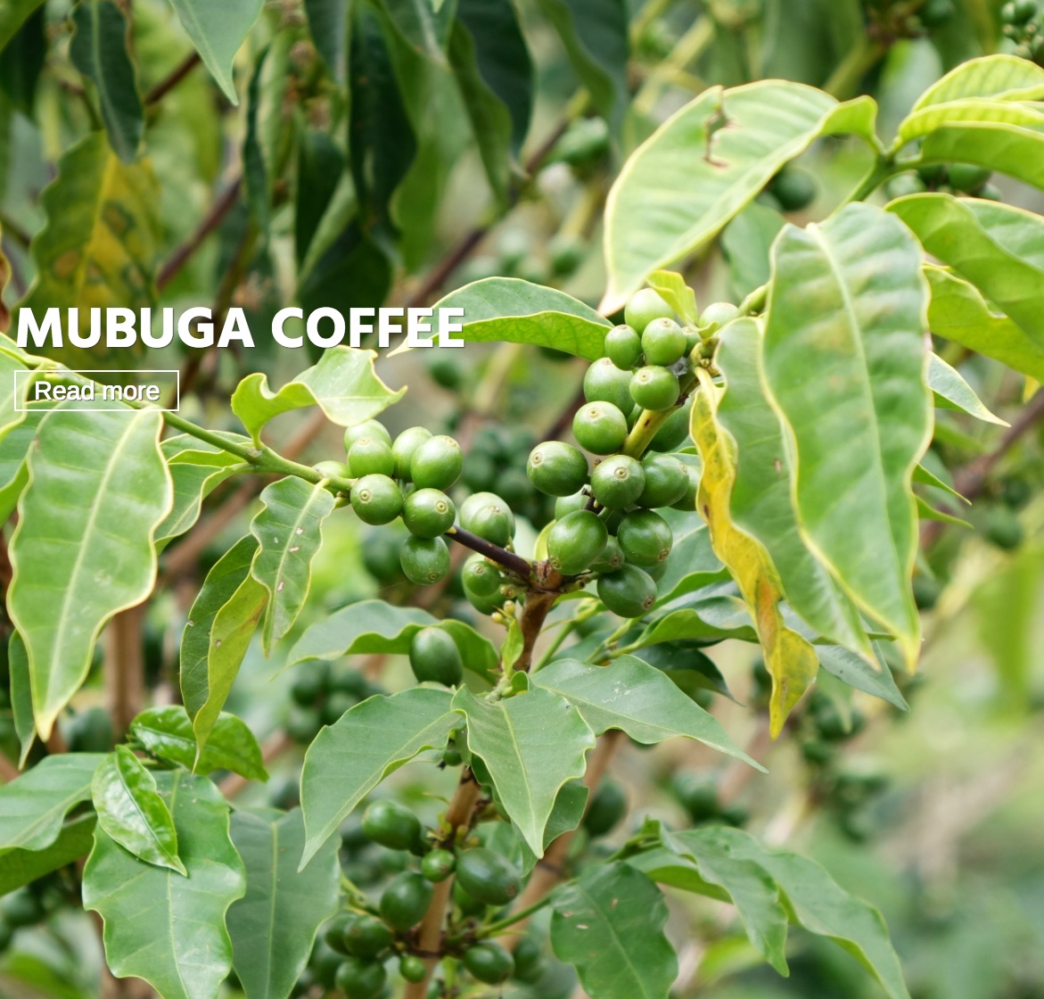 Mubuga Coffee! – Inshuti